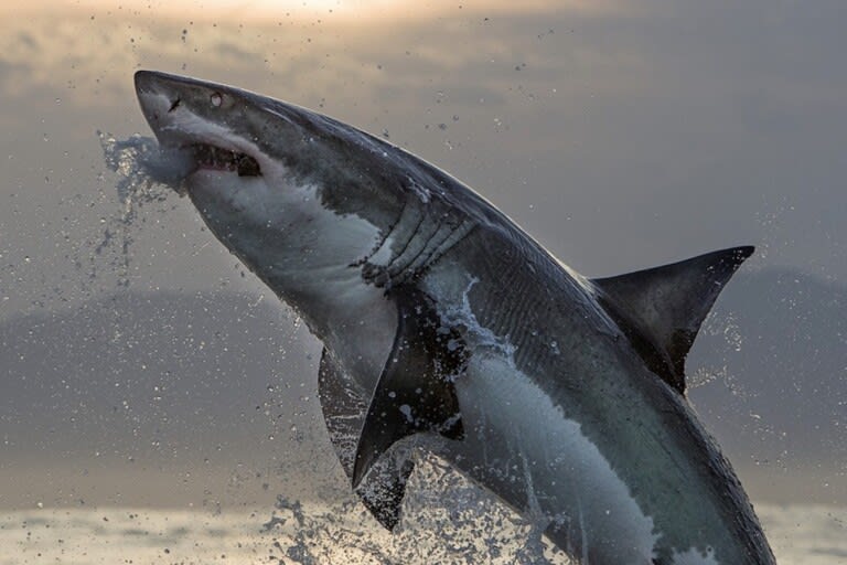 Loss of great white sharks triggers domino effect down food chain ...