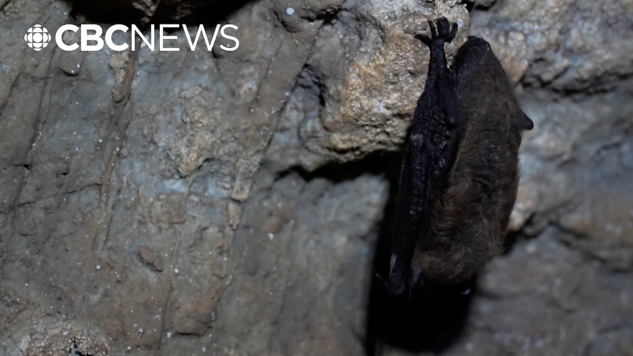 Inside Alberta's biggest bat cave