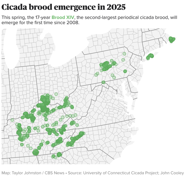 Cicada maps show where the insects will emerge in the U.S. this spring