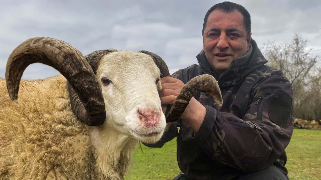 How to Roast a Whole Lamb with Pilaf Inside!