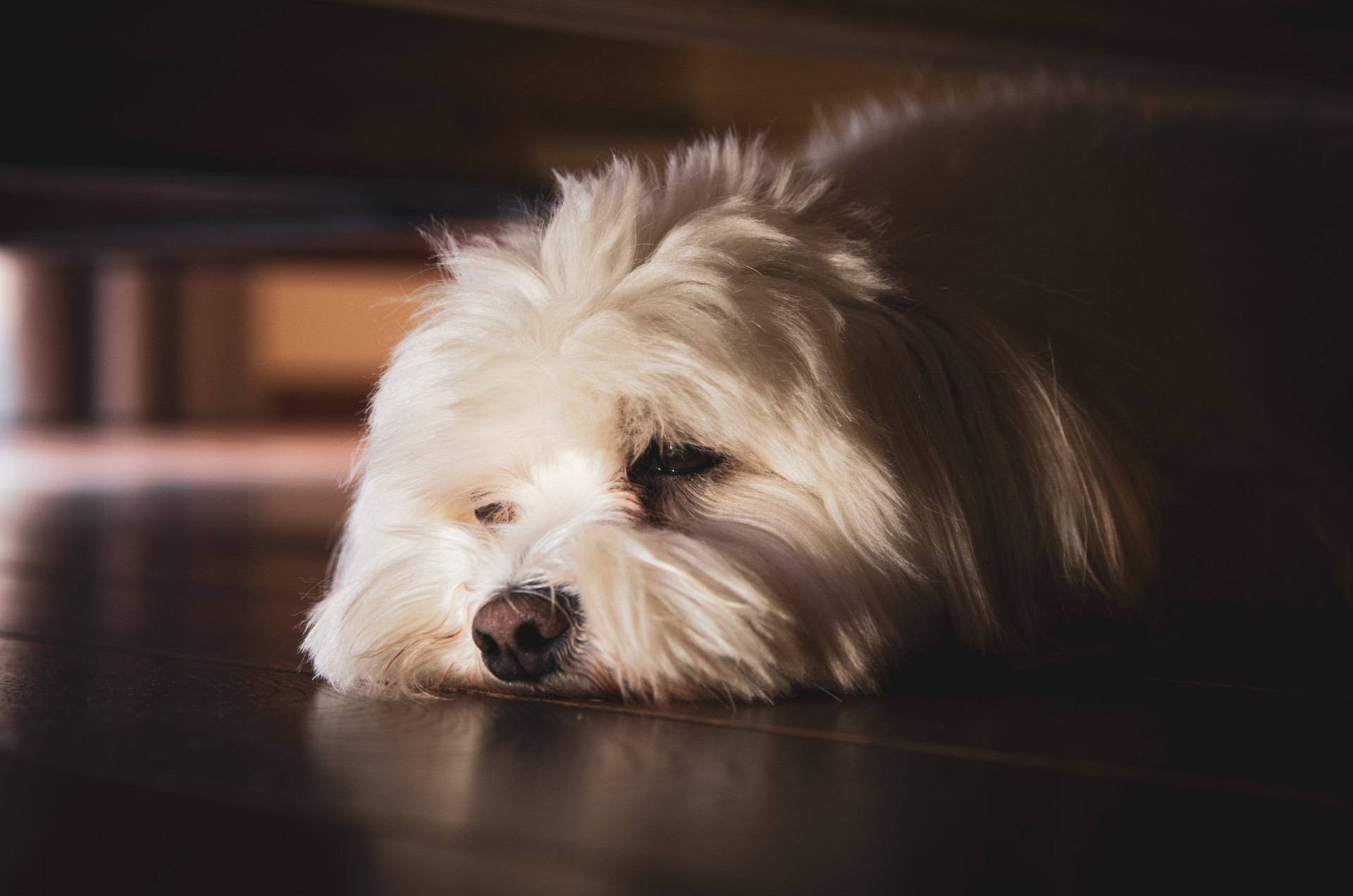 Le razze di cani che aiutano a combattere la depressione