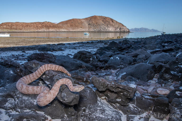 What rattlesnake venom can teach us about evolution