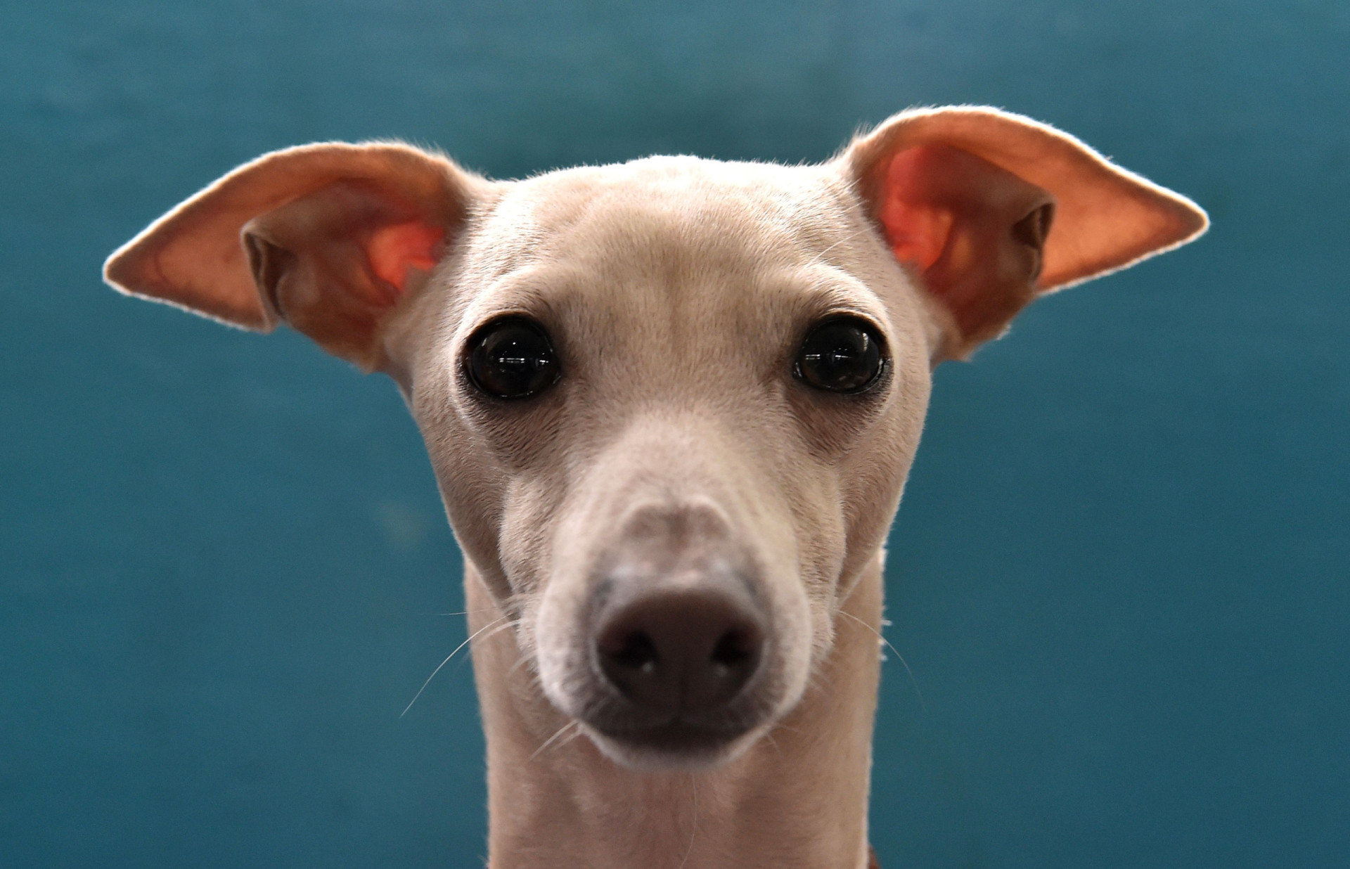 Le razze di cani che aiutano a combattere la depressione