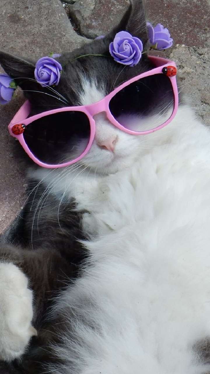 6 Cat Breeds That Busy GenZ Can Keep As Pets