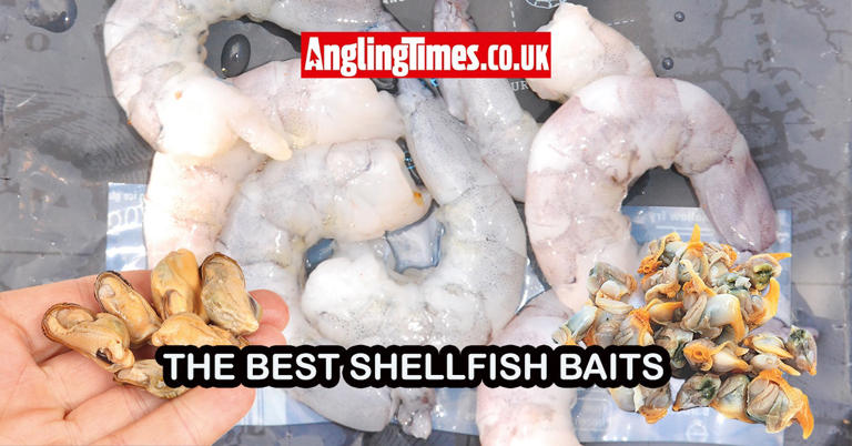 Try these shellfish baits for coarse fishing