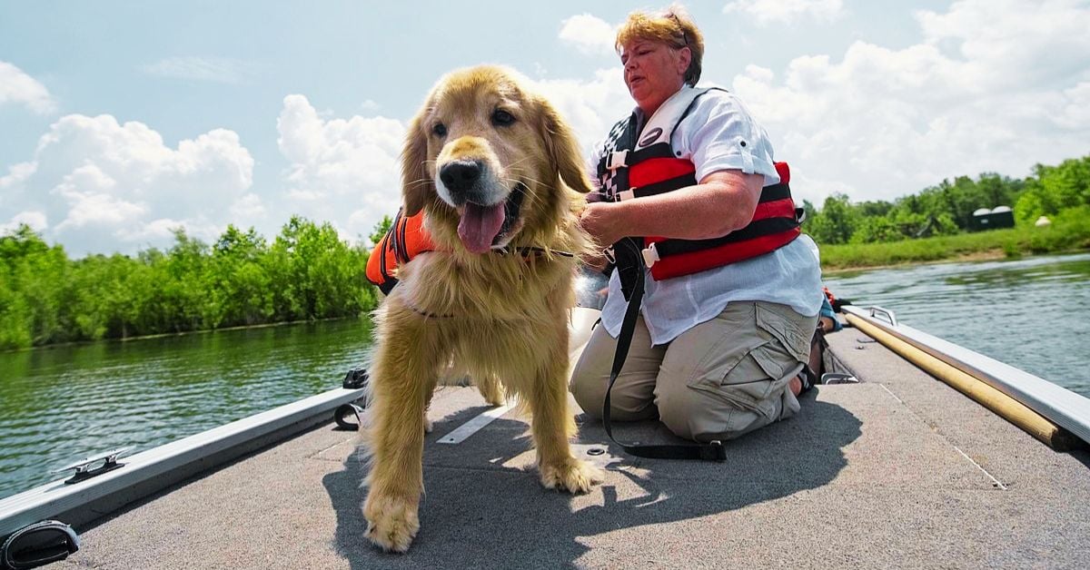 15 Incredible Dogs That Excel In Life-Saving Roles