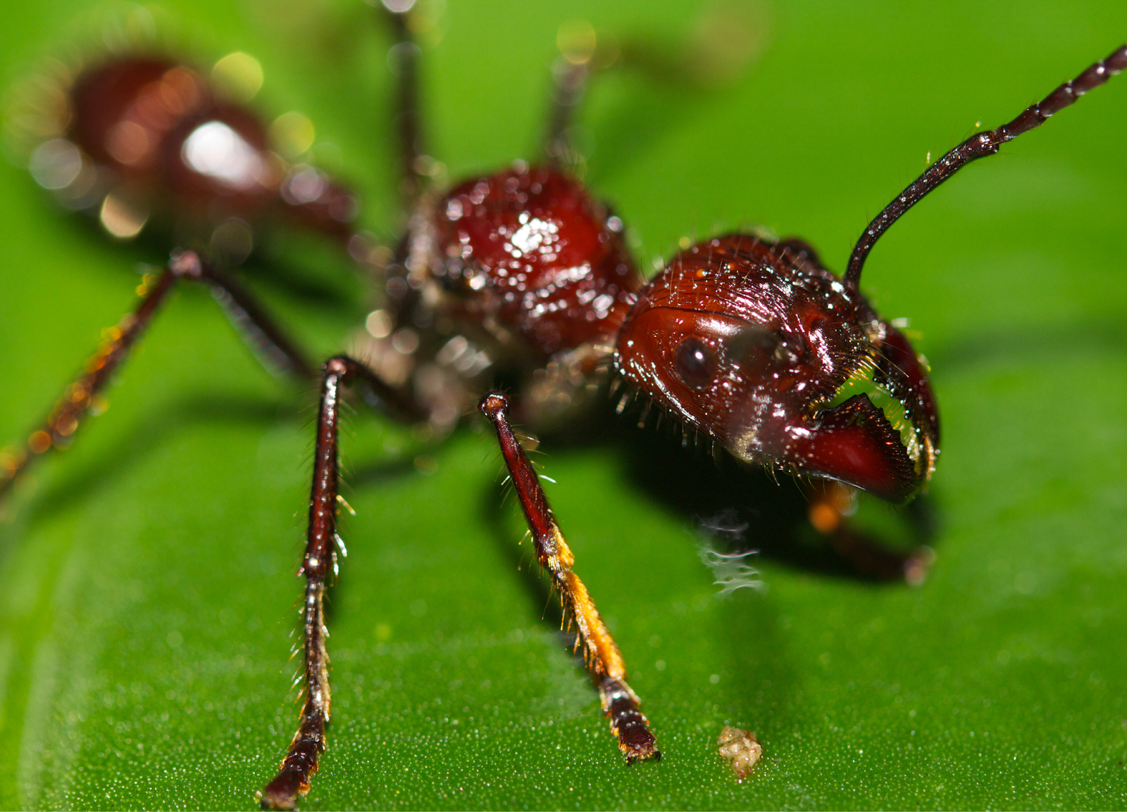 How Well Do You Know 20 Of The World’s Most Dangerous Insects?