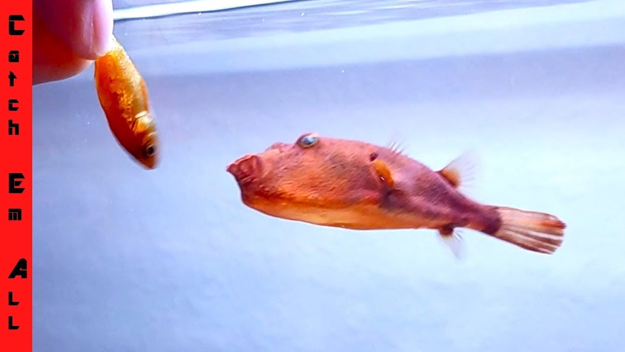 Do Puffer Fish Really Eat Goldfish?