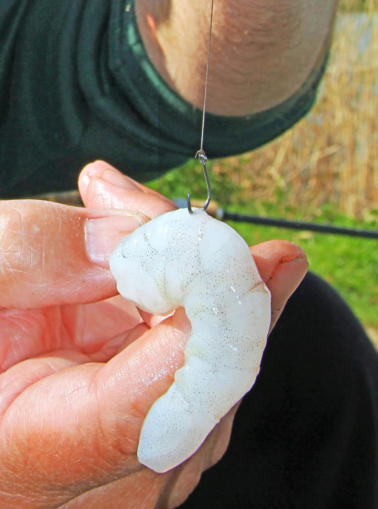 Try these shellfish baits for coarse fishing