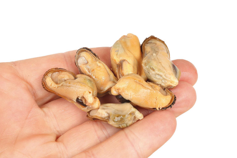 Try these shellfish baits for coarse fishing