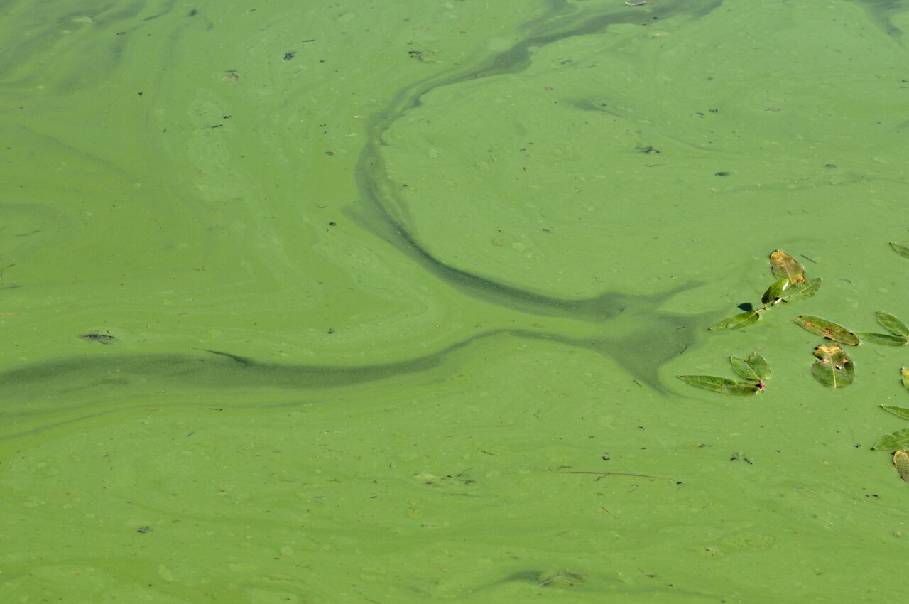 Toxic blooms in motion: Researchers map algae patterns in Lake Okeechobee