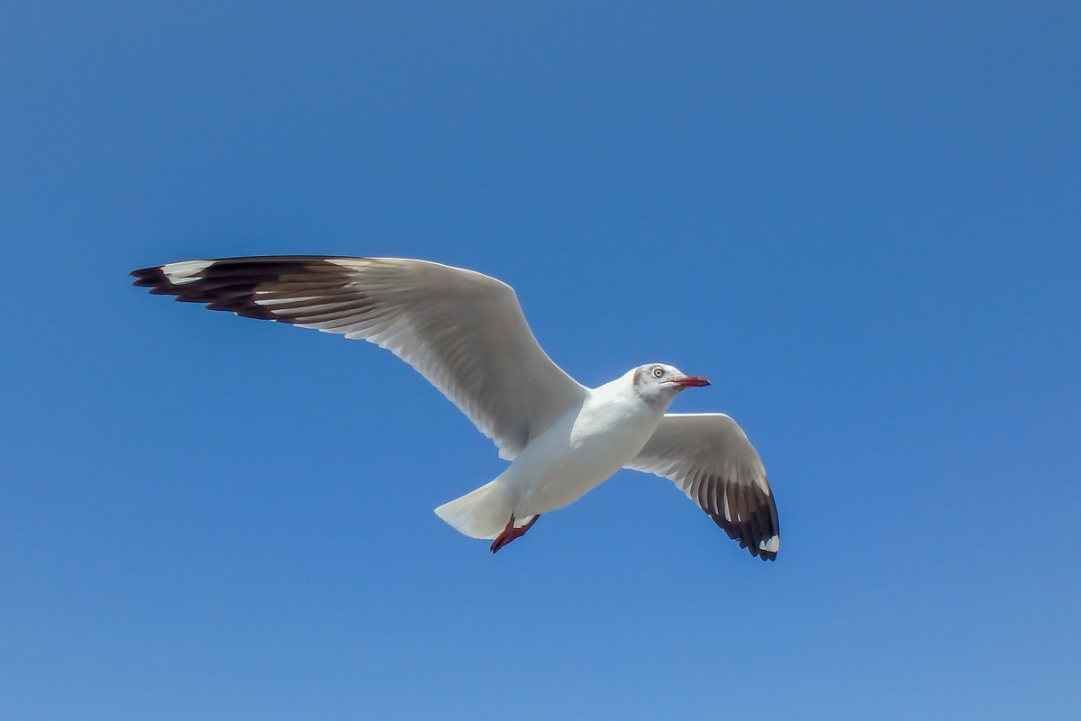 Rare Image of Seagull Catching Hot Dog at Wrigley Field Is the ...