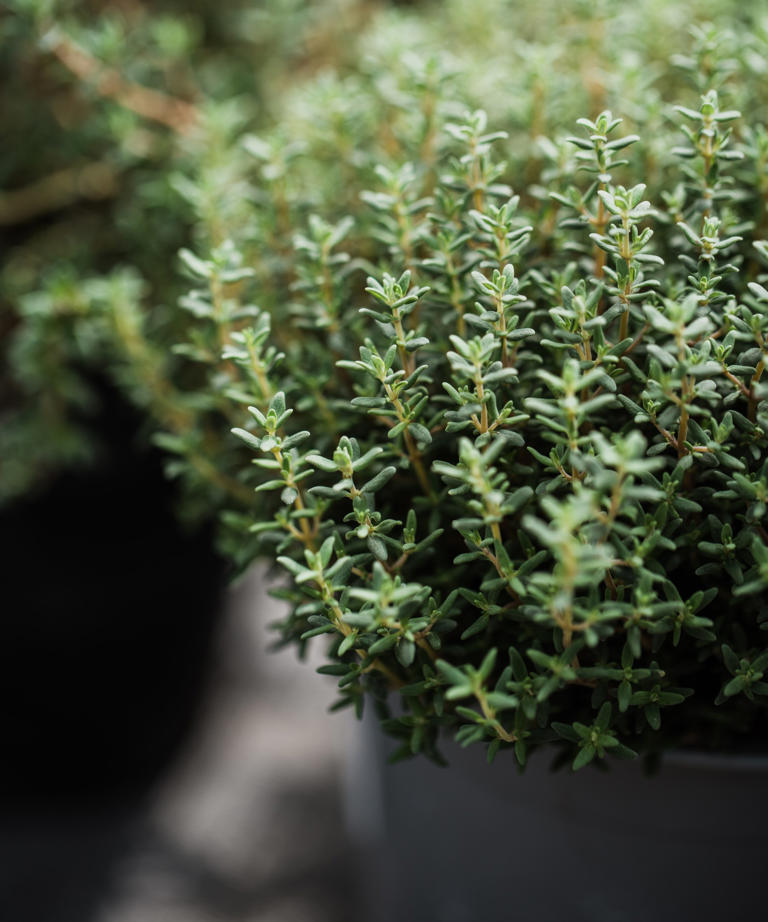 5 beautiful plants to create a container that fires up all the senses ...