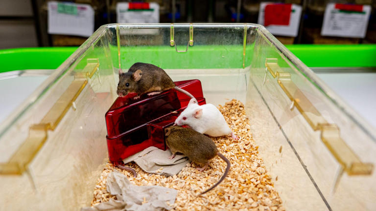 Leak: AMD Navi 48 XTW Could Appear in Radeon Pro W9000 GPU