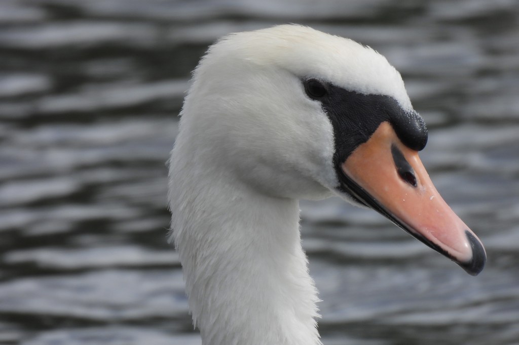 DSLR-style ultra-zoom bridge camera from Nikon is still a bargain (with ...