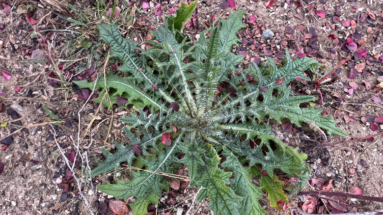 The Correct Way To Pull Stubborn Thistle Weeds By Hand