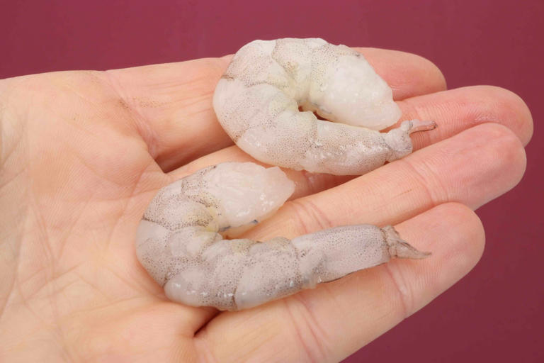 Try these shellfish baits for coarse fishing