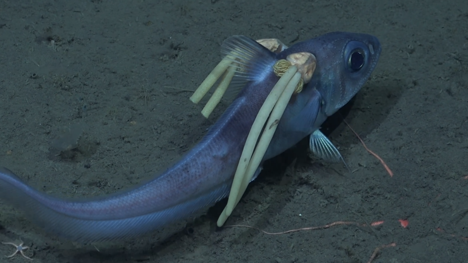 Scientists capture footage of bizarre deep-sea creature with parasite ...