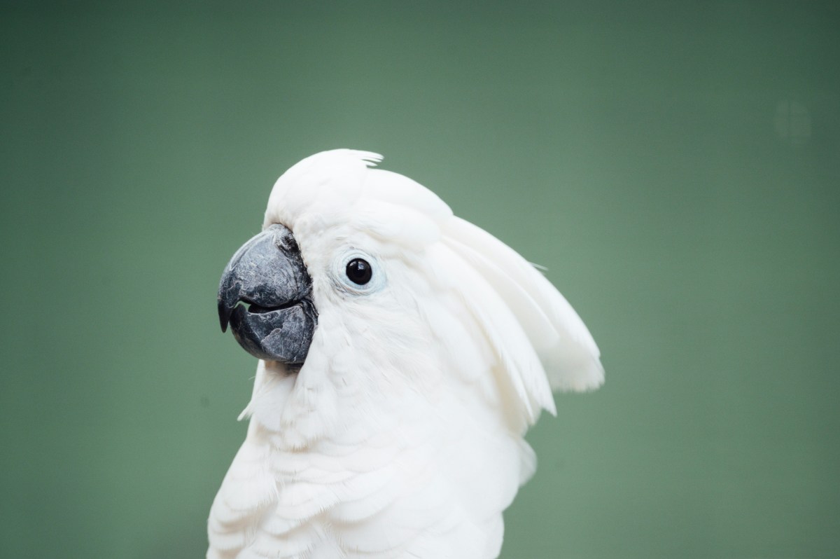 Cockatoo Is Totally Awestruck by Live Piano Music and It's Cuteness ...