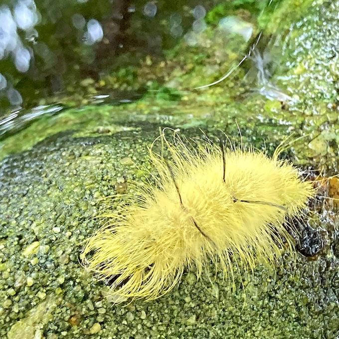How to Identify an American Dagger Moth
