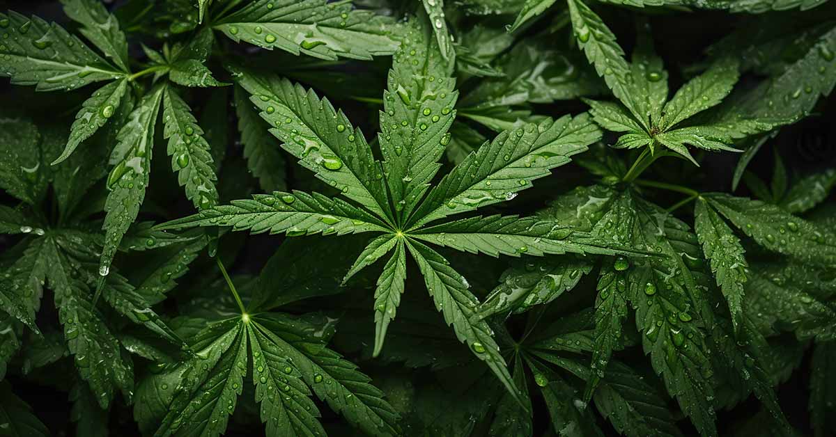 5 Scientific Discoveries About Marijuana That Change What We Know
