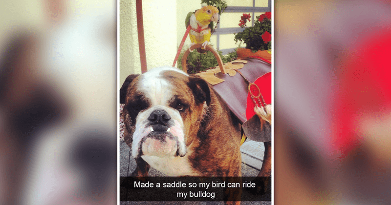 25 Silly Animal Memes and Snaps to Help Start Your Day off with a ...