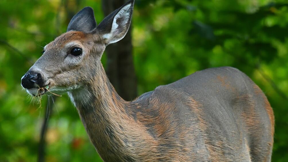GA wildlife officials find second positive case of ‘zombie deer disease’