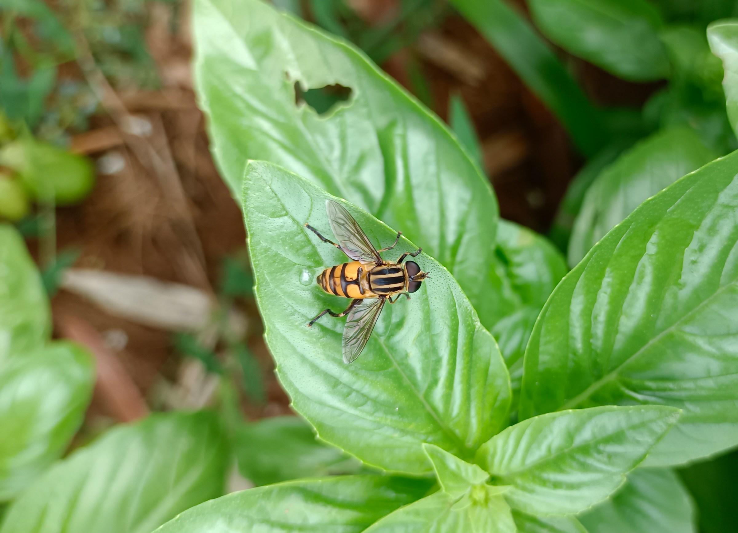 Cientistas avaliam a diversidade de insetos da Amazônia, desde o solo ...