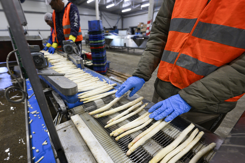 V Hostíně u Vojkovic začala chřestová sezona, cena chřestu je stejná ...