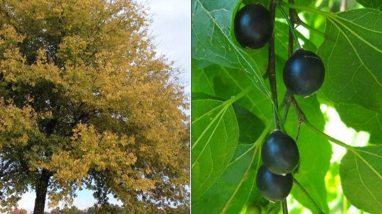 The Sweet Fruit Tree That Is A Better Alternative To Hackberry Tree