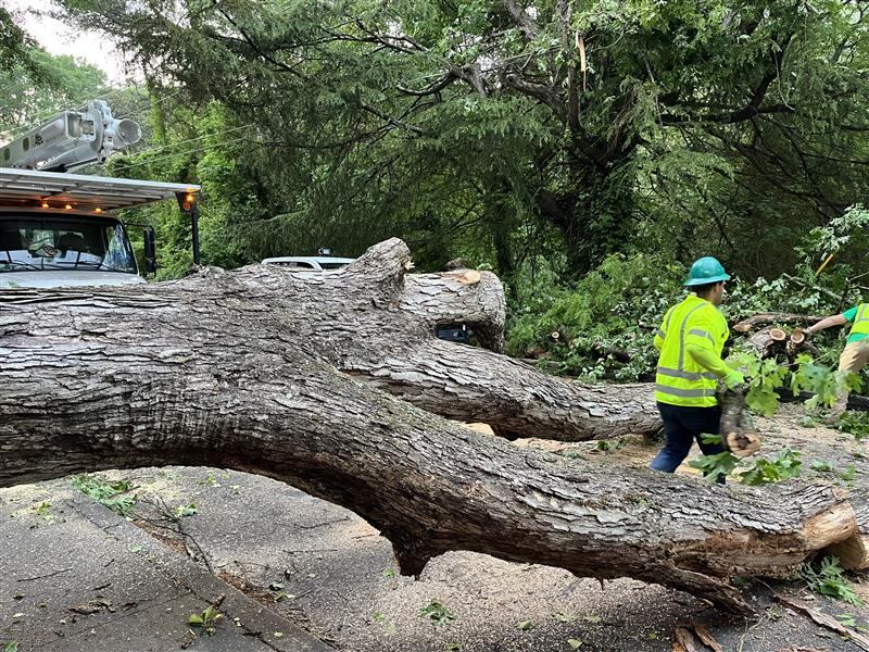 Fallen tree blocks road near LaVista Park, causing car crash