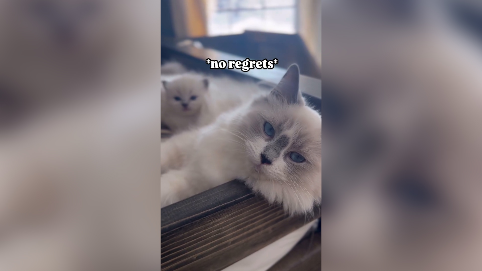 Woman Searching For Missing Ragdoll Kitten Hears Tiny Meow: 'Babysitting'