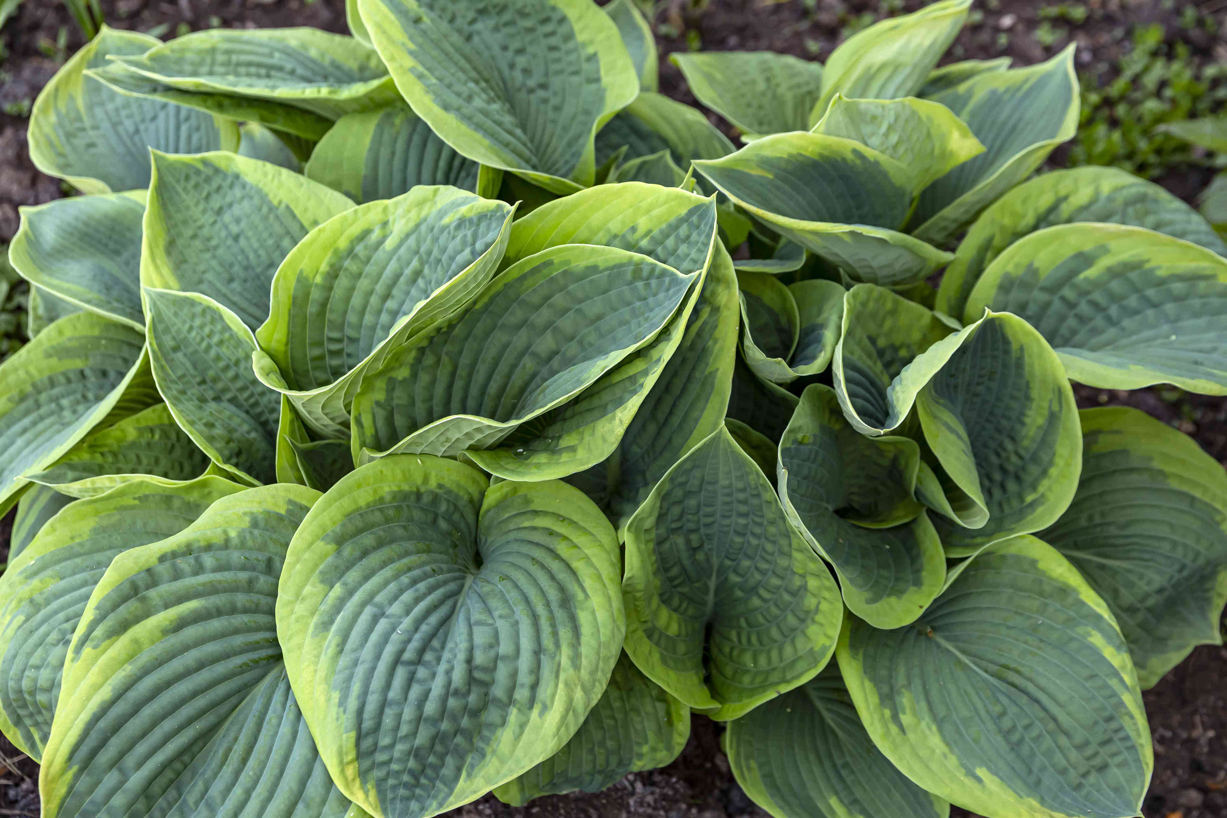 How To Save Your Dying Hostas