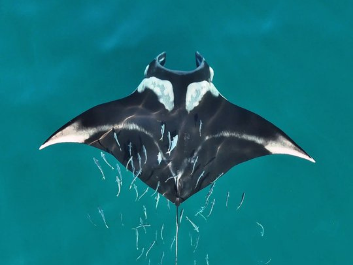 Raia-manta é flagrada nadando com peixes no mar de Ilhabela e vídeo ...