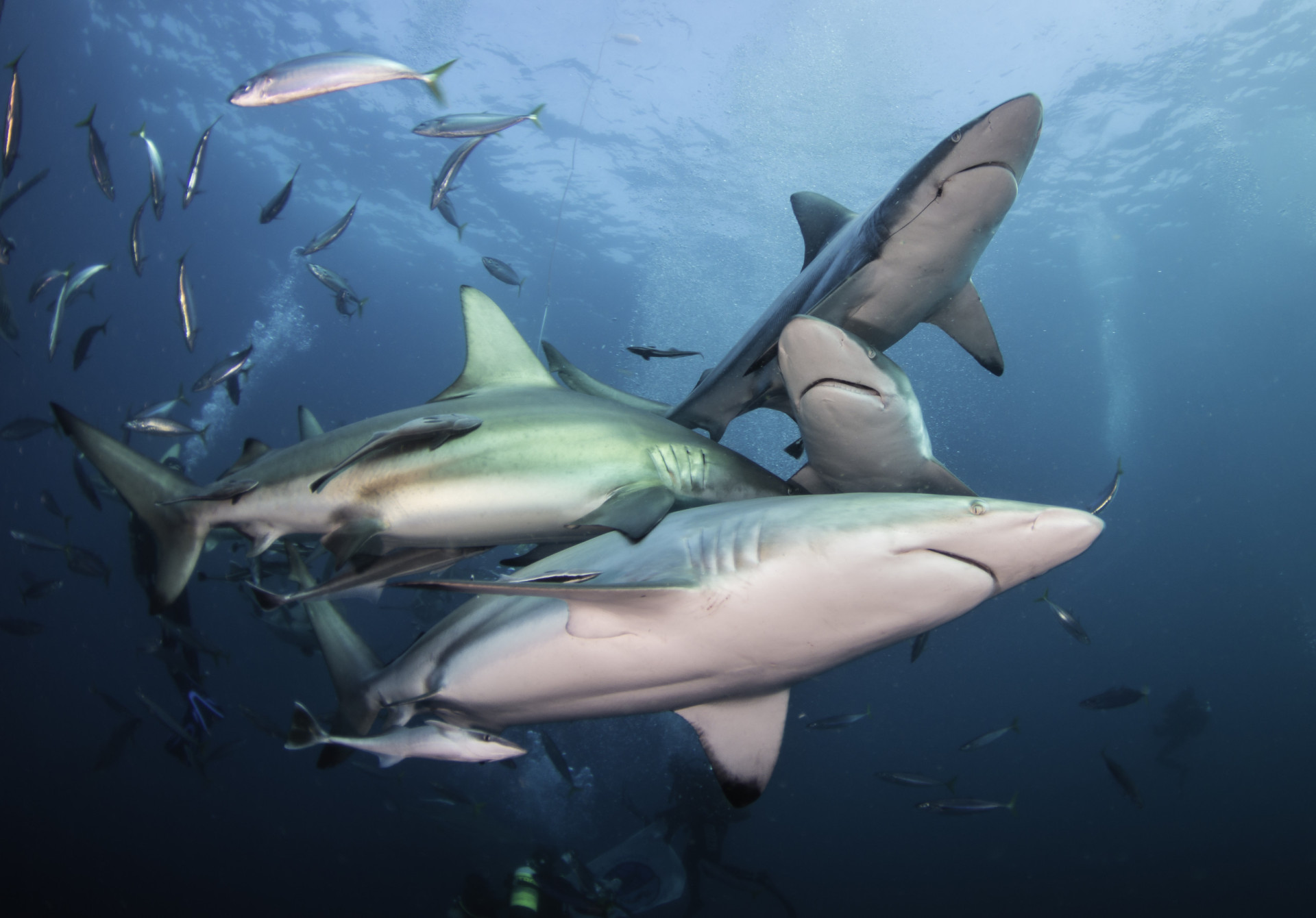 Man dies in shark attack off Australian coast
