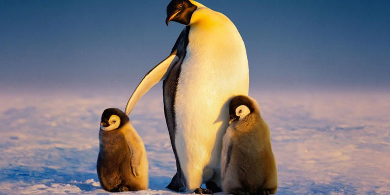 Secrets of the Penguins: An Unforgettable National Geographic Adventure