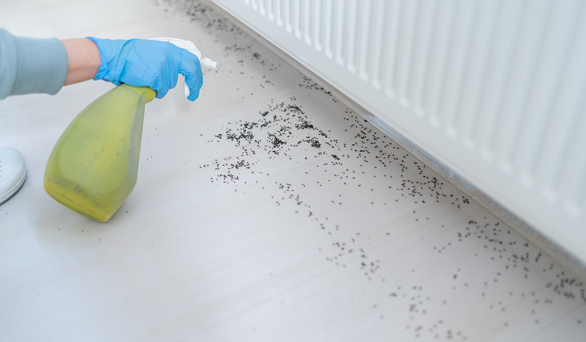 I’m a home expert — these simple tricks will keep ants out for good