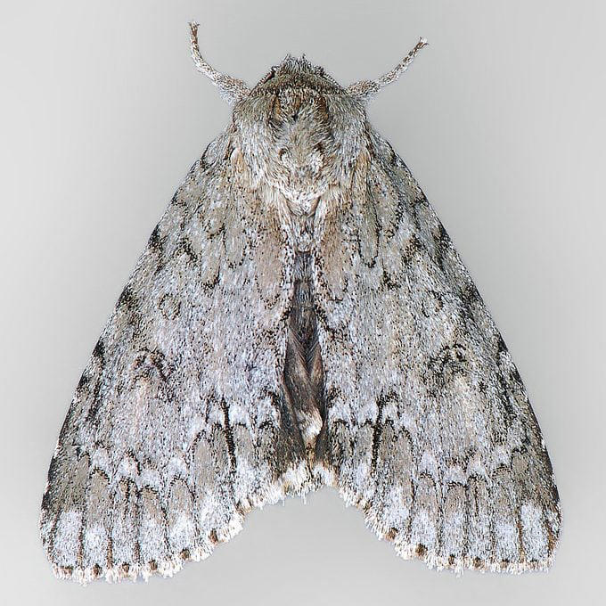 How to Identify an American Dagger Moth