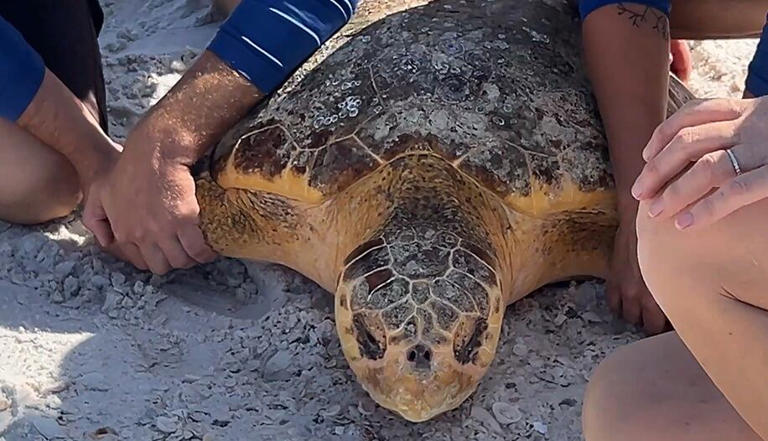 Mote releases sea turtles after red tide rehabilitation