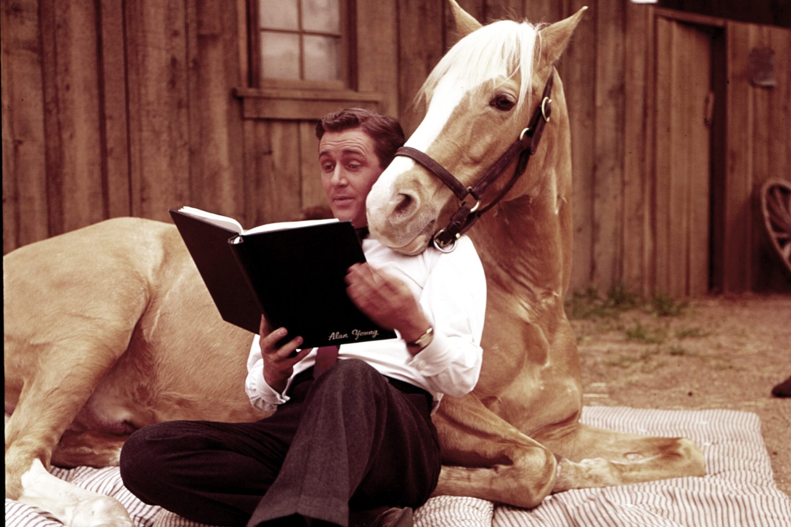 Our Choice for Favorite TV Animal Stars