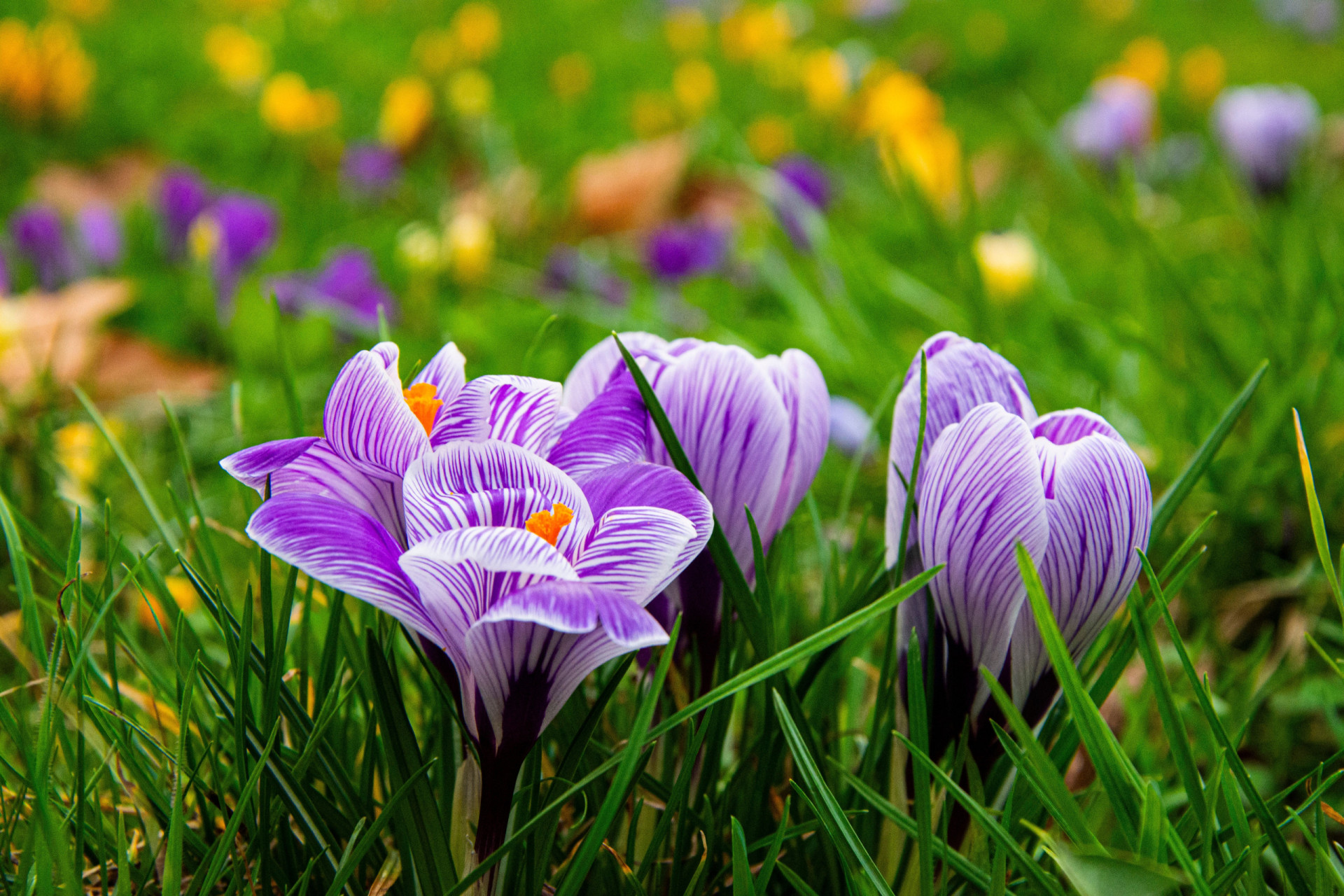 What exactly is saffron, and why is it so expensive?