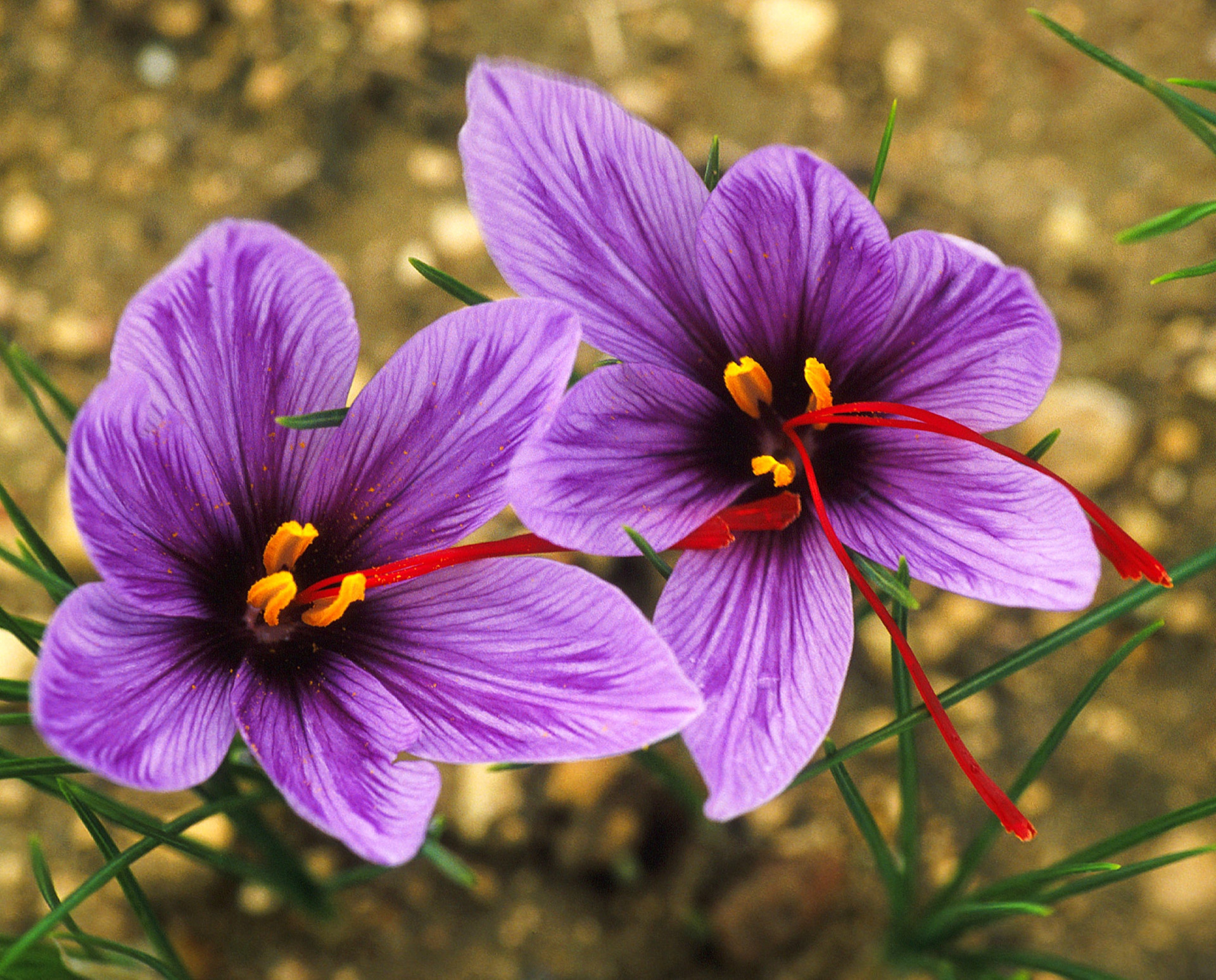 What exactly is saffron, and why is it so expensive?