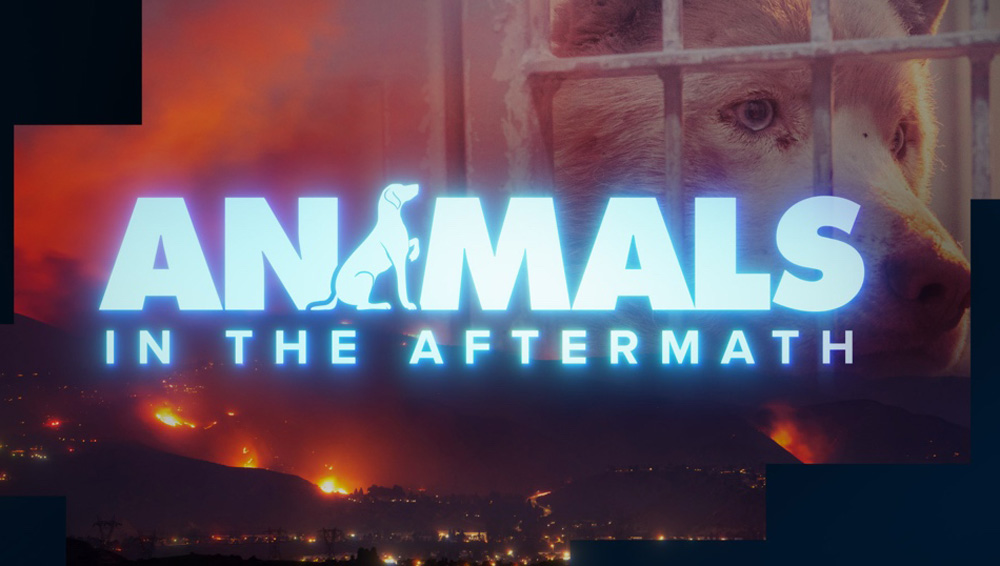 NBCU Local’s ‘Animals In The Aftermath’ Special Highlights L.A ...