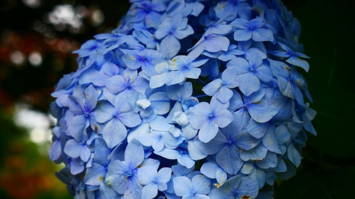 What Does Loving the Color Blue Say About You According to Psychology?