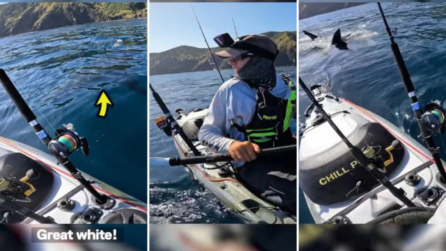 Kayaker captures terrifying video of encounter with giant great white shark: 'That was intense'