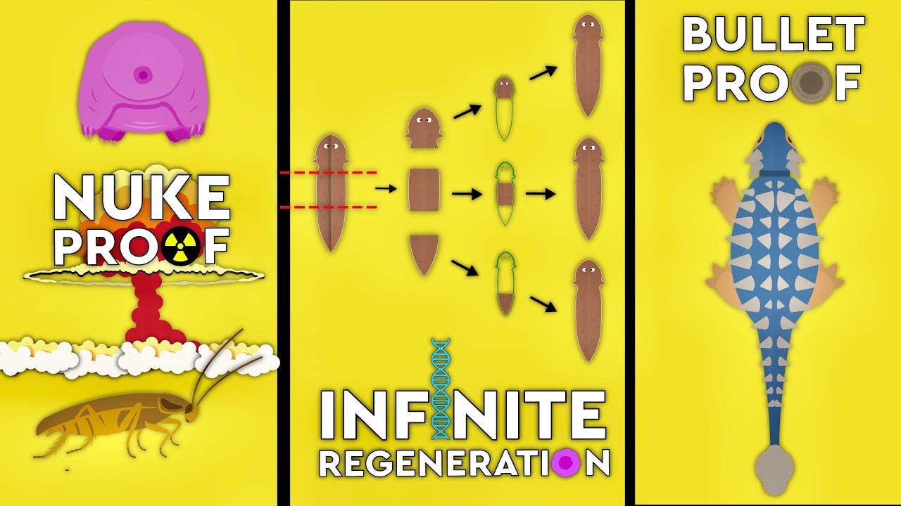 The Myth of the Toughest Animal: What’s the Most Indestructible ...