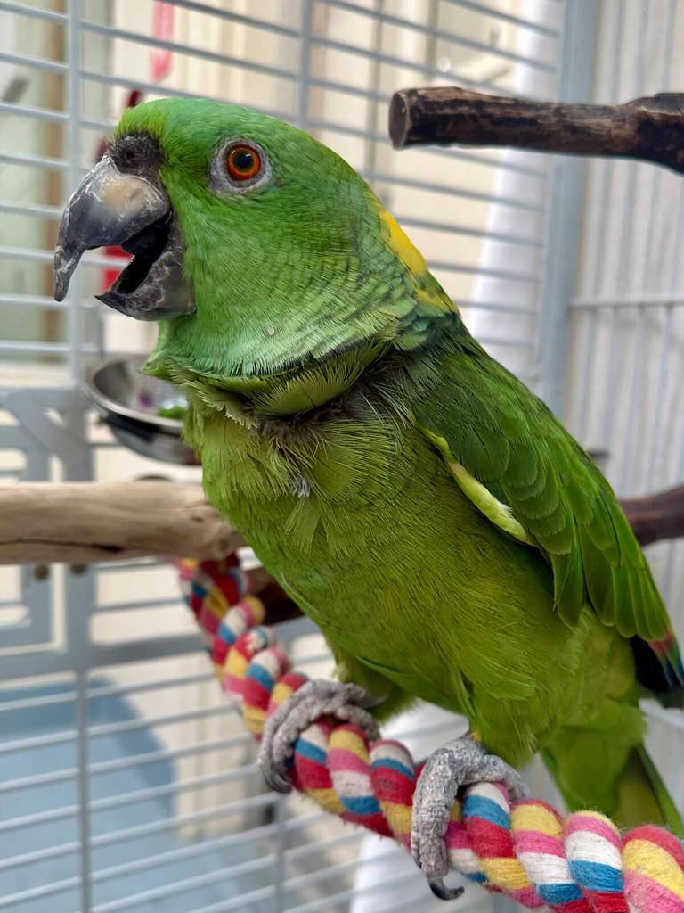 40-Year-Old Parrot Who Waited Alone In House For 2 Weeks Collapses Once ...