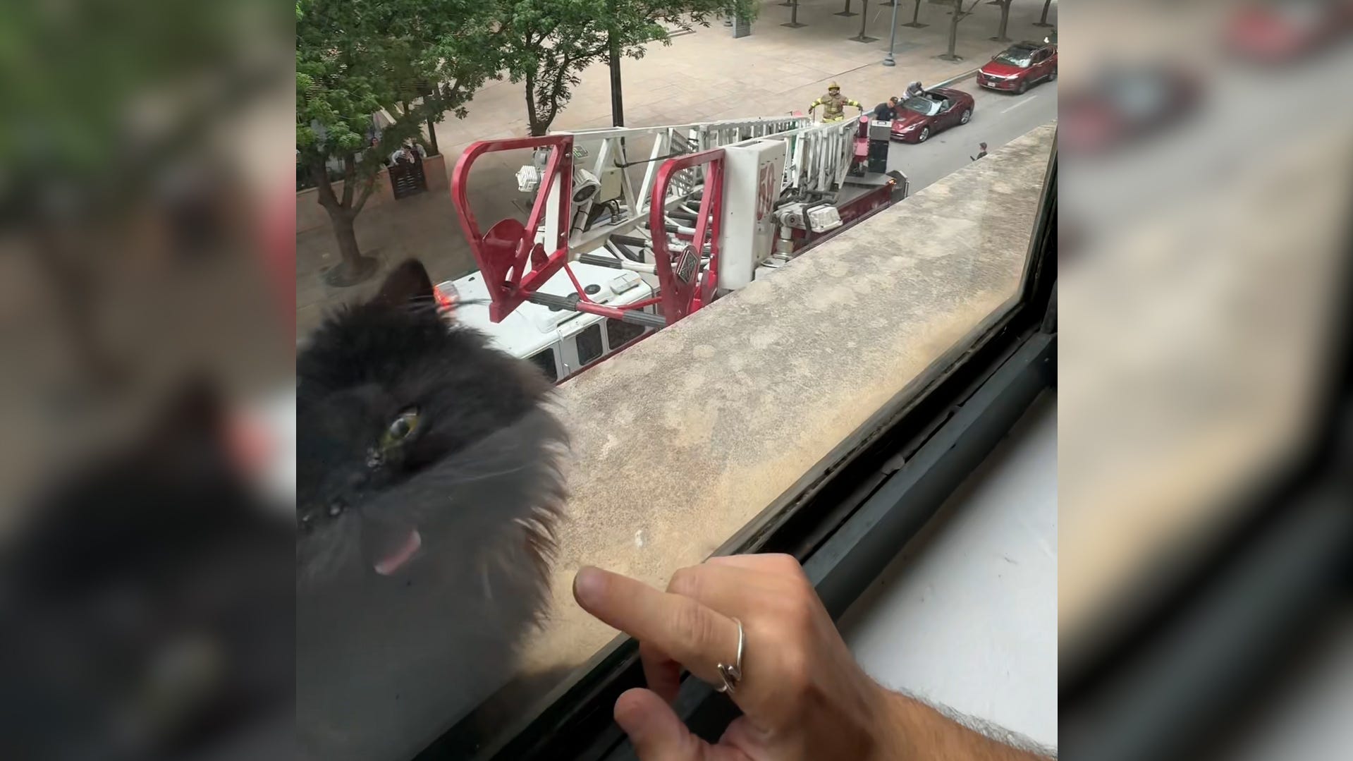 Firefighter rescues cat stuck on building's ledge after hour long ordeal