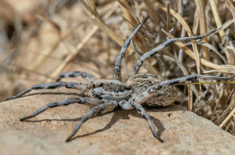 A new map of arthropod evolution, from fossils to embryos