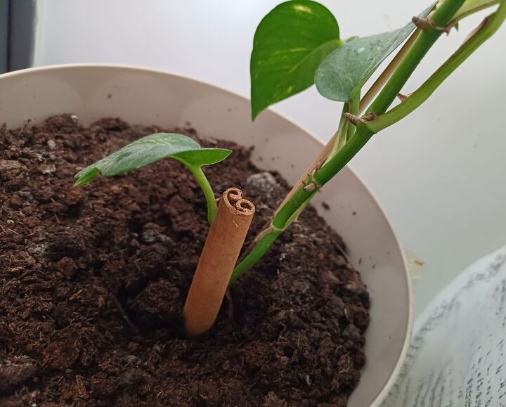 How to Use Cinnamon for Plants: Natural Pest Control and Sturdier Stems